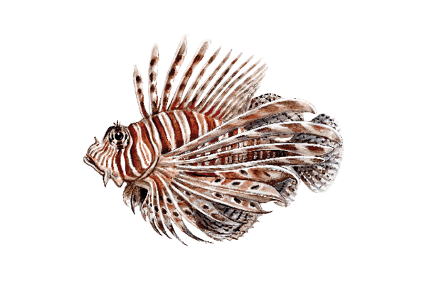 Invasive Lionfish | Navarre Fishing Rodeo