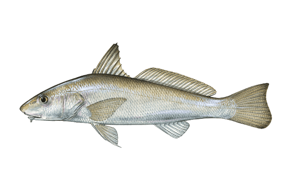 Whiting | Navarre Fishing Rodeo